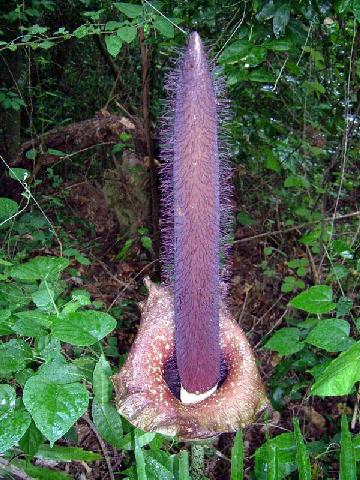 Konjac - The Future Health Foods For Today