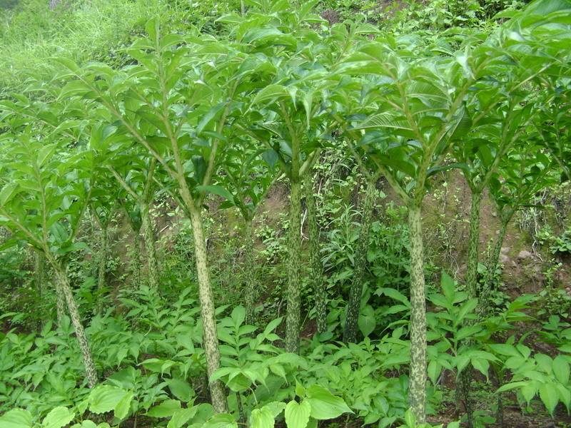 Konjac - The Future Health Foods For Today