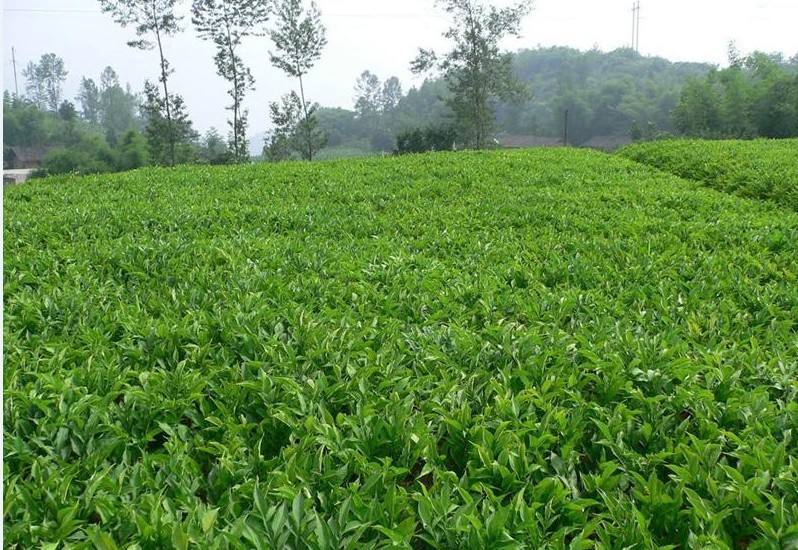 Konjac - The Future Health Foods For Today